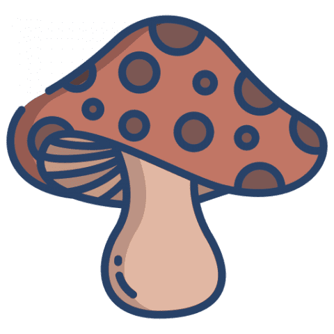 Saison des champignons et calendrier - Coins à champignons