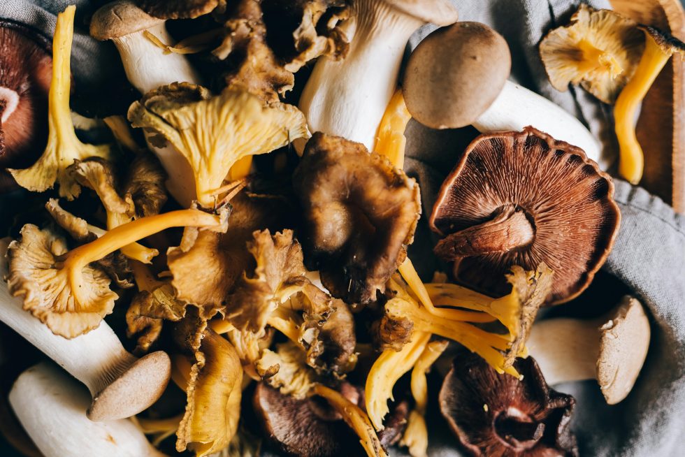 La saison des girolles : tout savoir - Coins à champignons