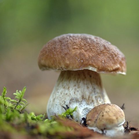 Les cèpes - Coins à champignons